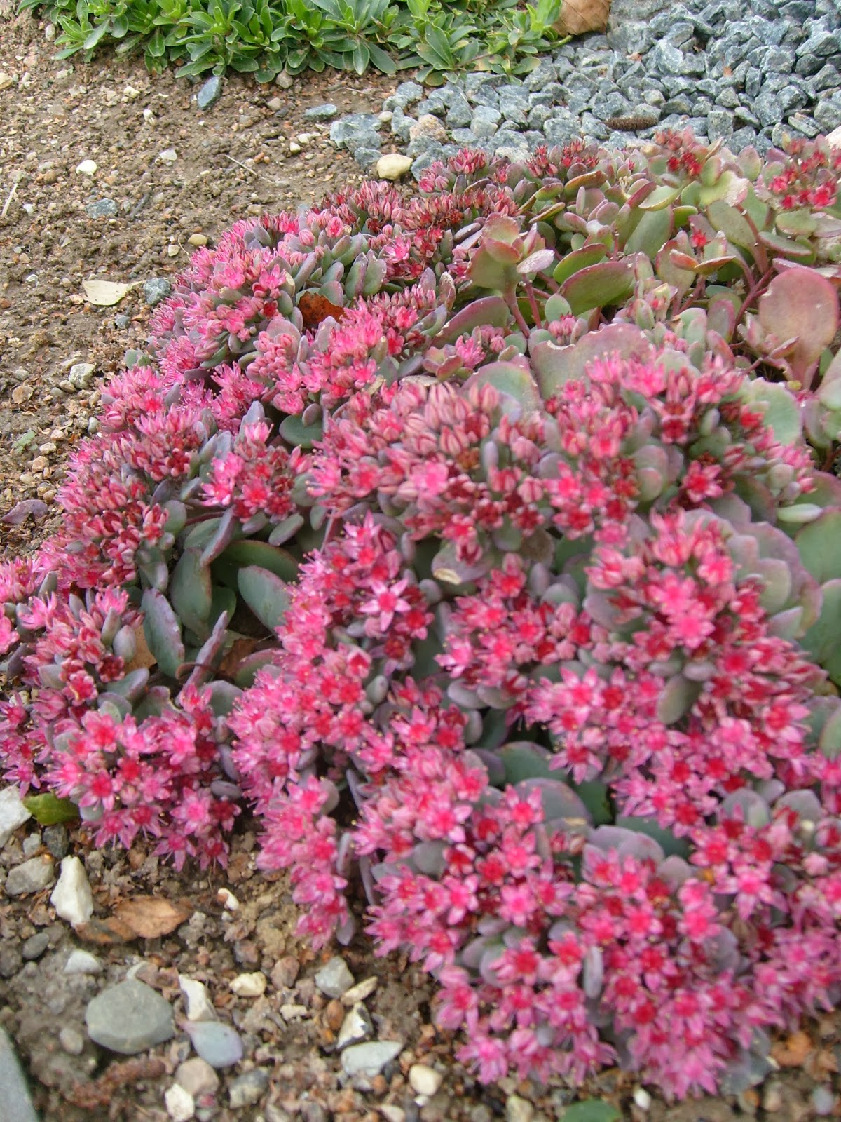 Fritidssysler og grønne glæder