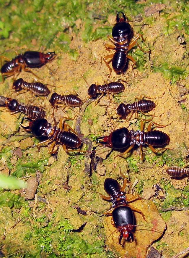 Photos and Info on Ants and Termites of Malaysia: Macrotermes Carbonarius