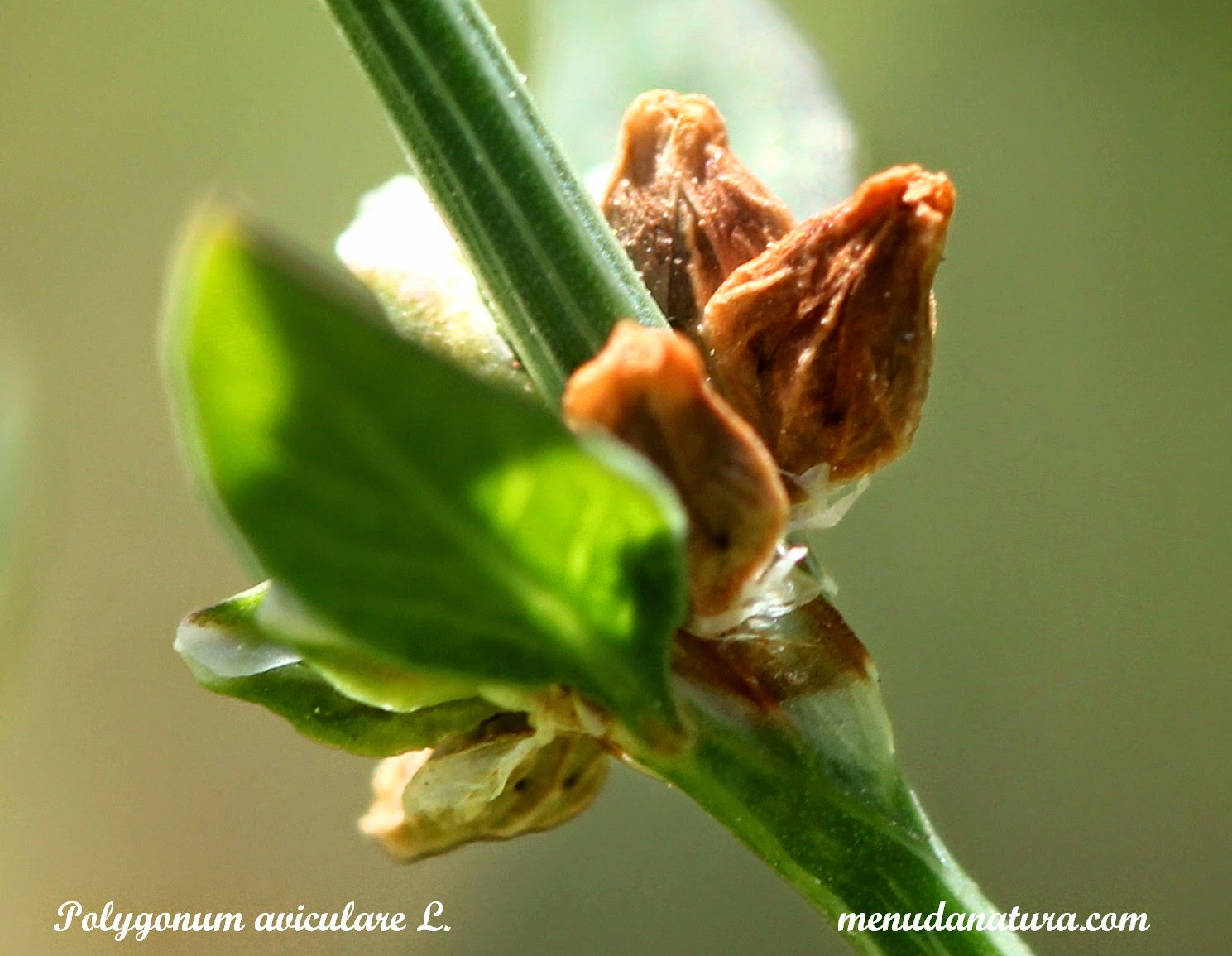 Menuda Natura: Polygonum aviculare L.
