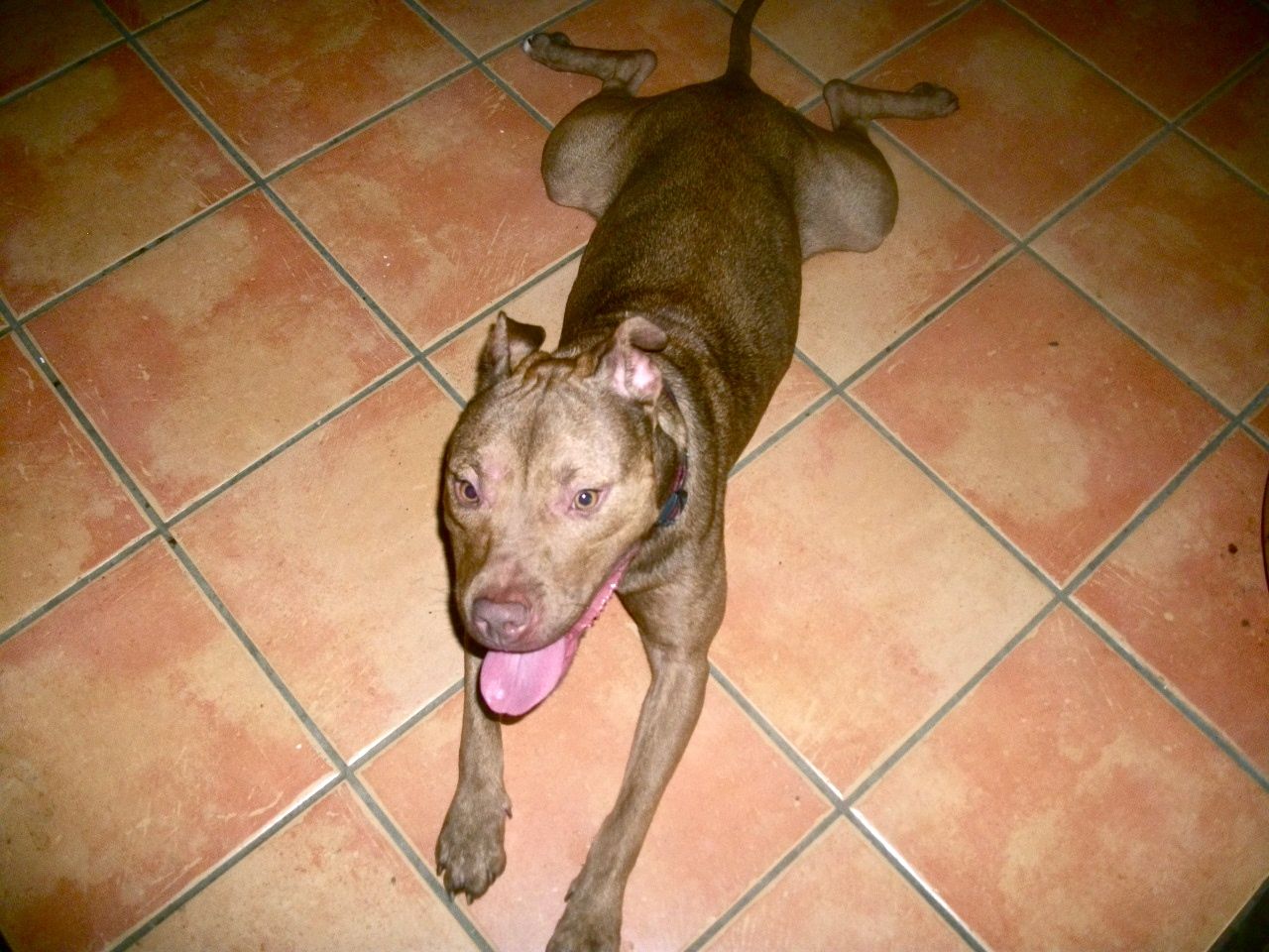 Pit Bull Frogs: Pit Bull Frog Photos