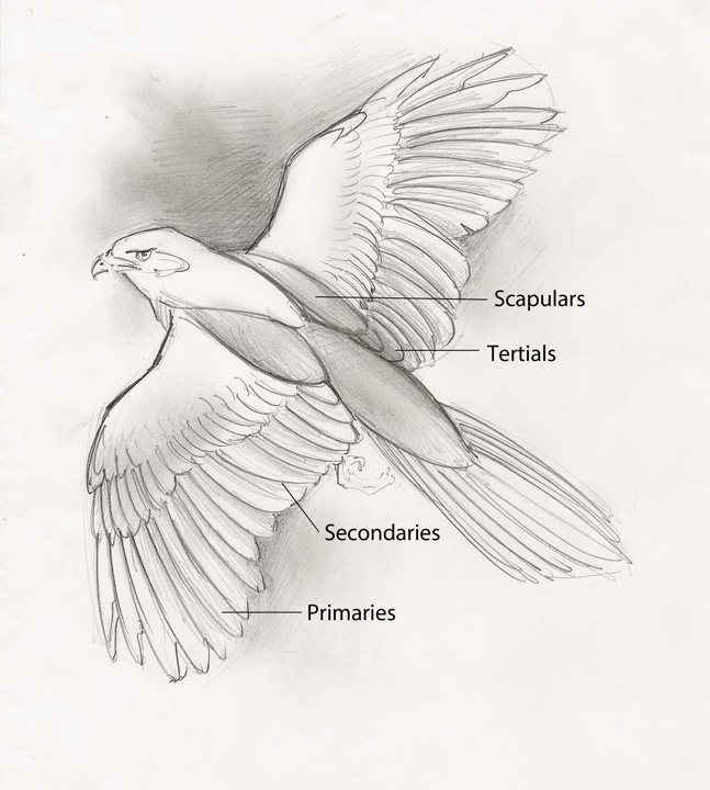 Sandy Scott Art: #417 In the studio: Bird anatomy, con't
