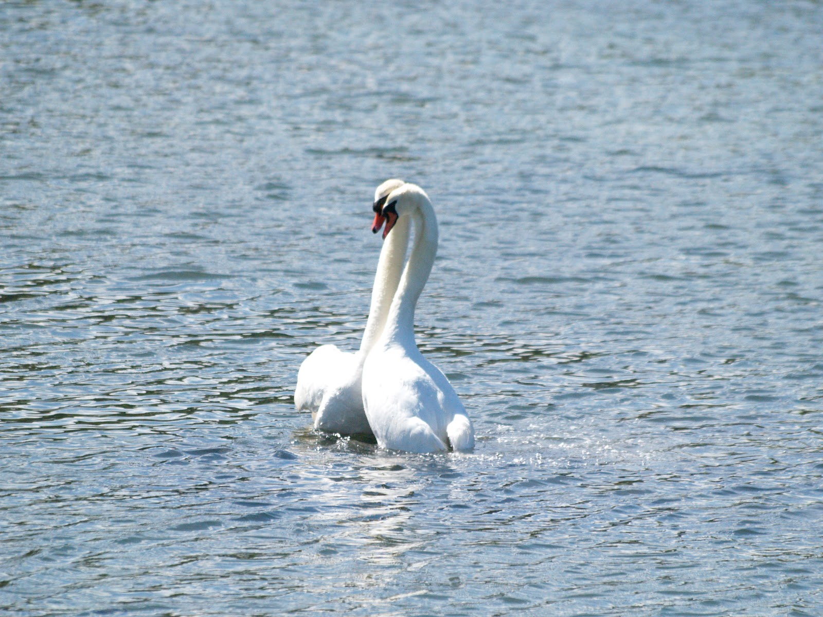 Fotografiando mi Mundo: Cisnes...padres felices y los polluelos ...