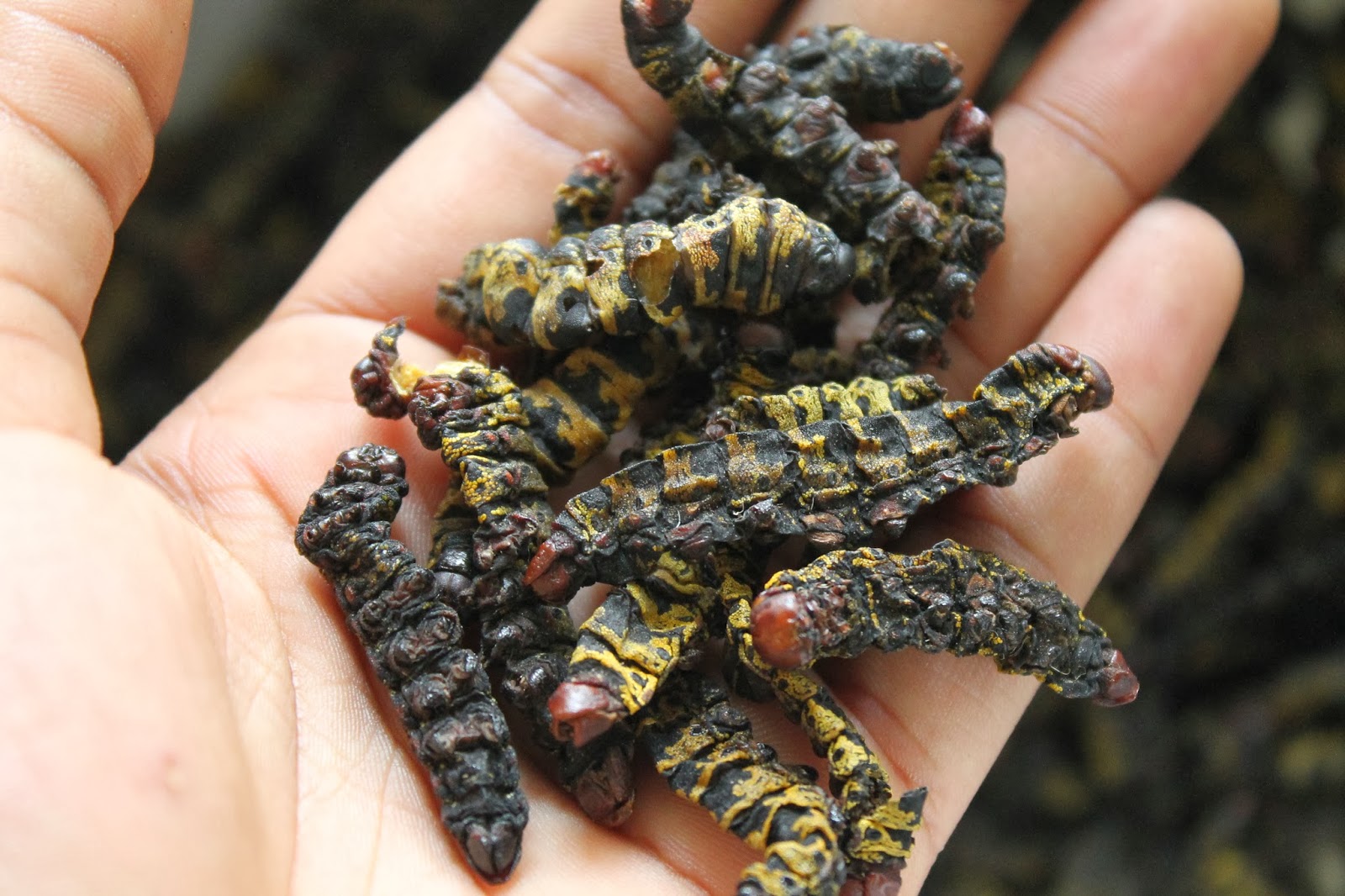 Douceurs Sauvages : A la découverte des Mbinzo [les incontournables]