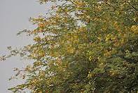 Herbs-Treat and Taste: BABUL TREE - ONE SOURCE OF GUM ARABIC: HISTORY ...