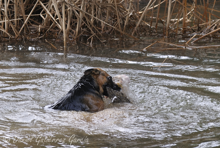 Naturaleza y fotografía: Los perros del río