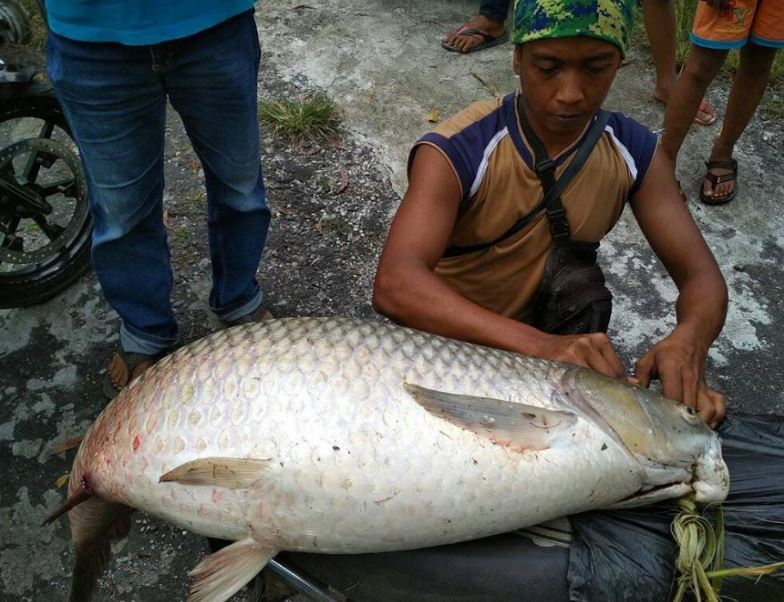 Cara Memancing Ikan Monster di Waduk Sermo, Yogyakarta: Tips Terbaik ...
