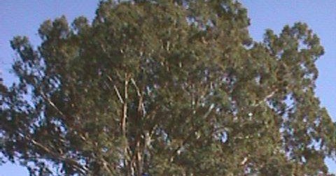 Historia Gráfica de Villafranca de Córdoba: PORTADA DE LOS MUGRONES