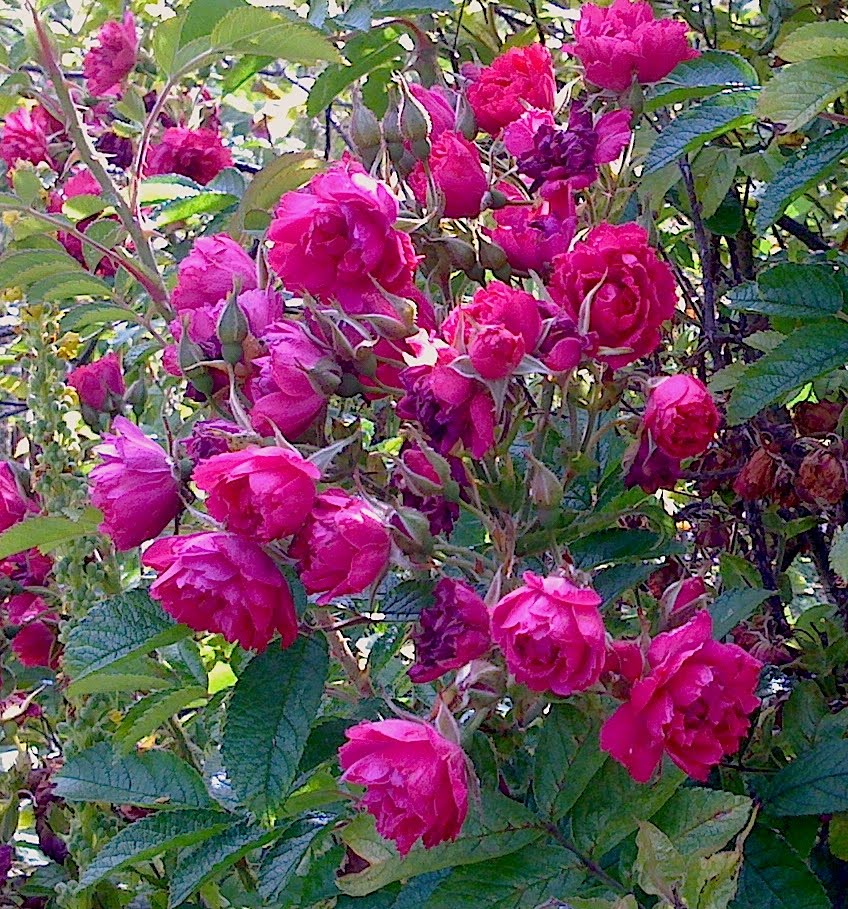 Roses for English Gardens: The wonderful Grootendorsts