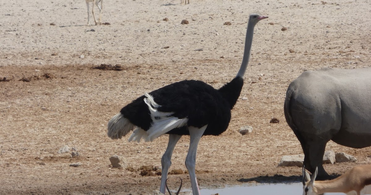 el naturalista fiel: Avestruz