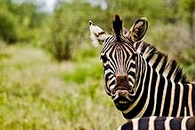 NATUREZA E FAUNA: ZEBRA
