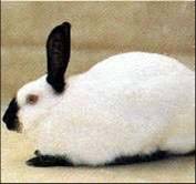 aeiroura_green_leaf: Jenis-Jenis Ras Kelinci
