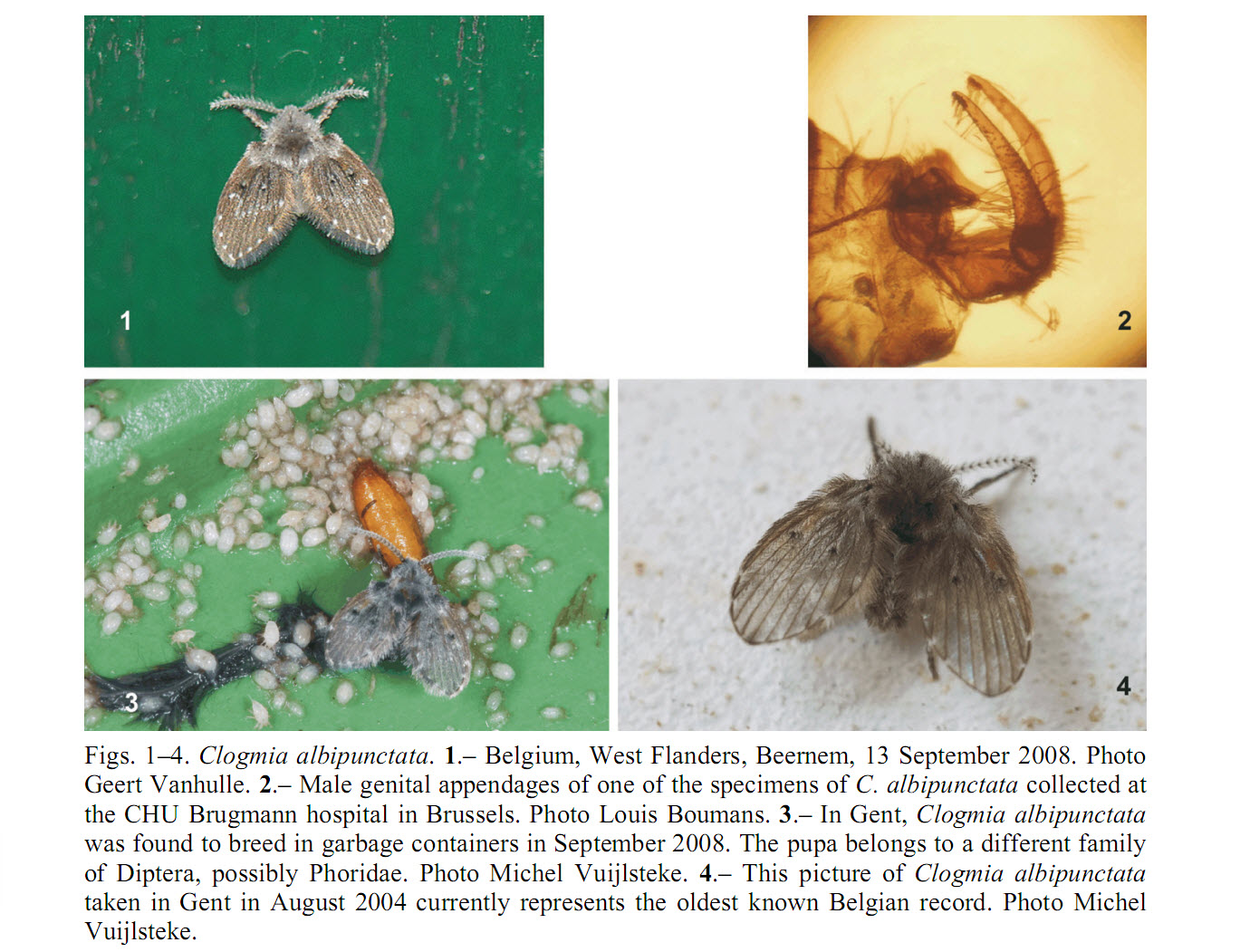 Insects Galore!: Psychodidae Invasion