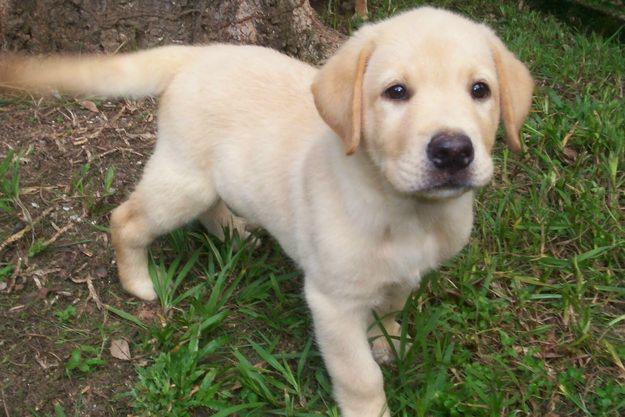 Fotos de cachorros: Filhotes de Labrador caramelo