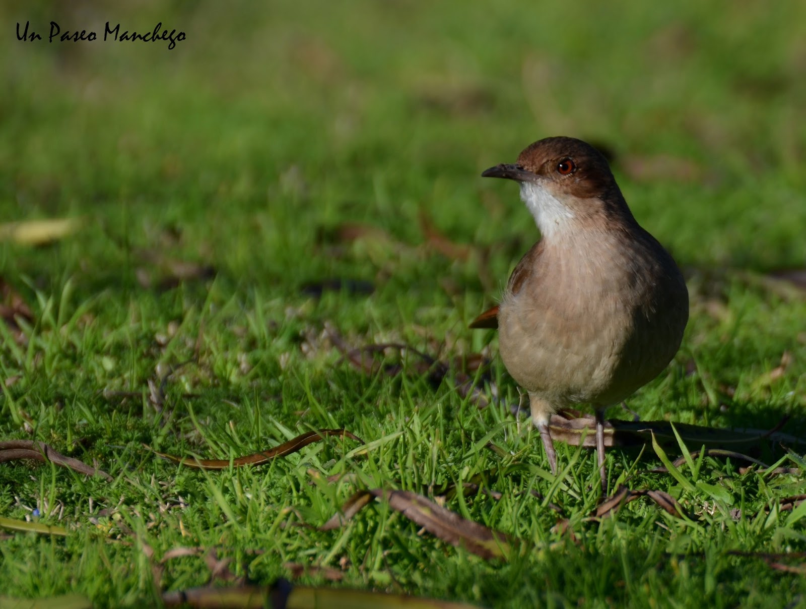 Un Paseo Manchego: Hornero común; Furnarius rufus.