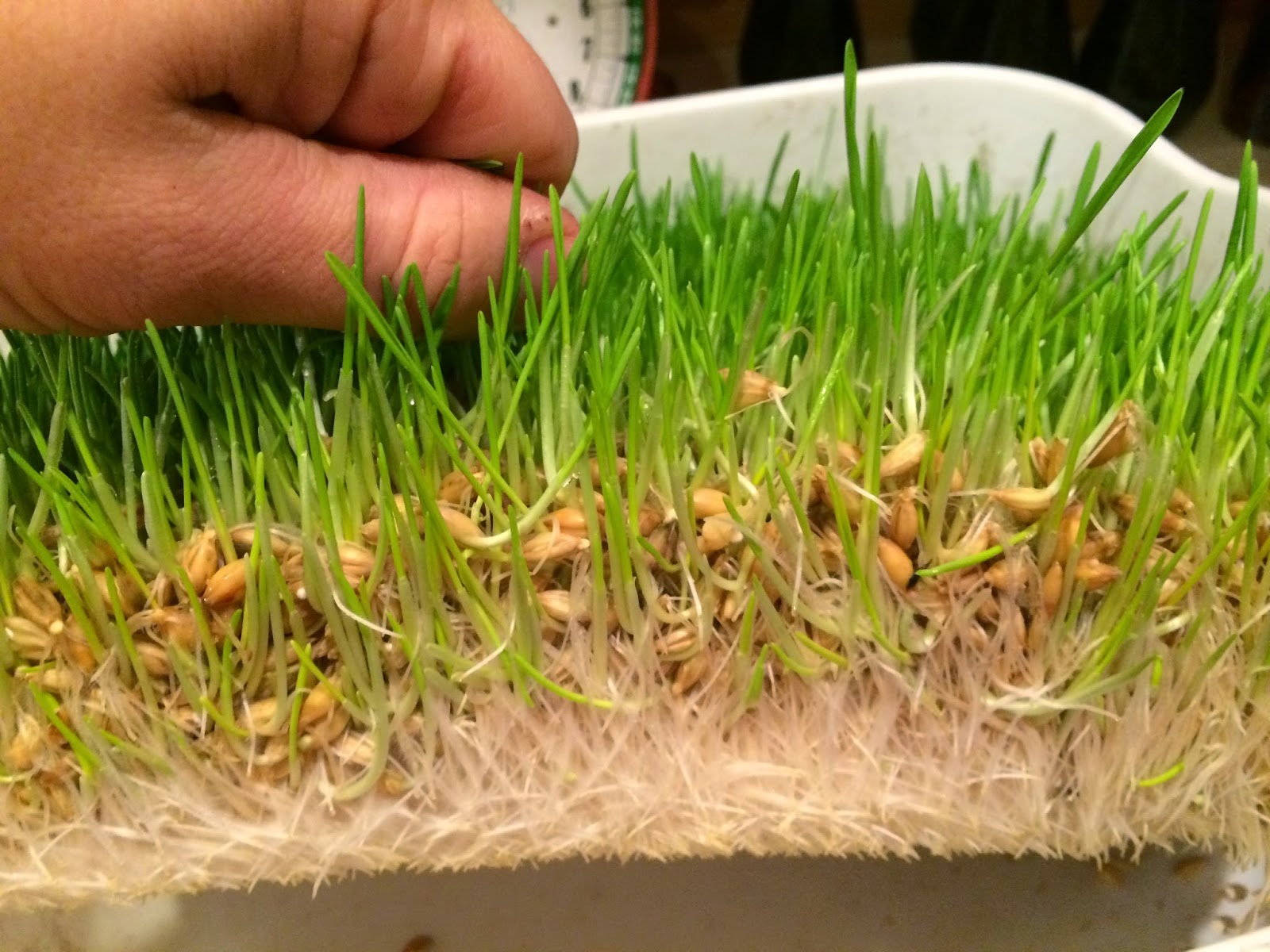 Aisling Farms: Fodder & Sprout Growing