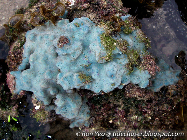 tHE tiDE cHAsER: Helioporacea Corals (Phylum Cnidaria: Order ...