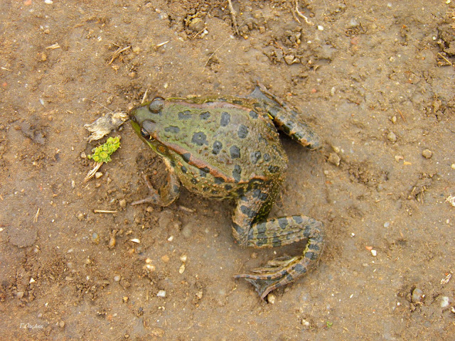 PASARI DIN ROMANIA: AMFIBIENI, Broaste, salamandre, tritoni