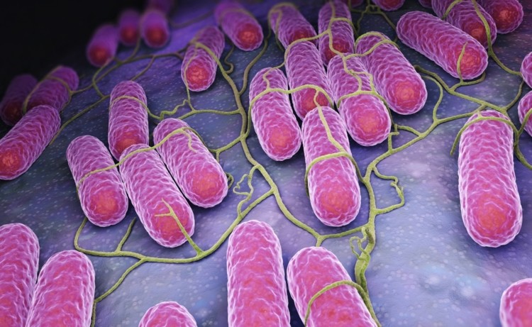 What Is Salmonella? - the benefits of vegetable and fruit