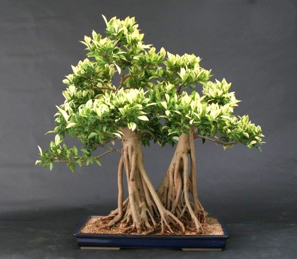 Te Yang Bonsai: NEAGARI – Raízes expostas