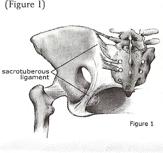 CHOOSINGtoCARE: Sacrotuberous ligament