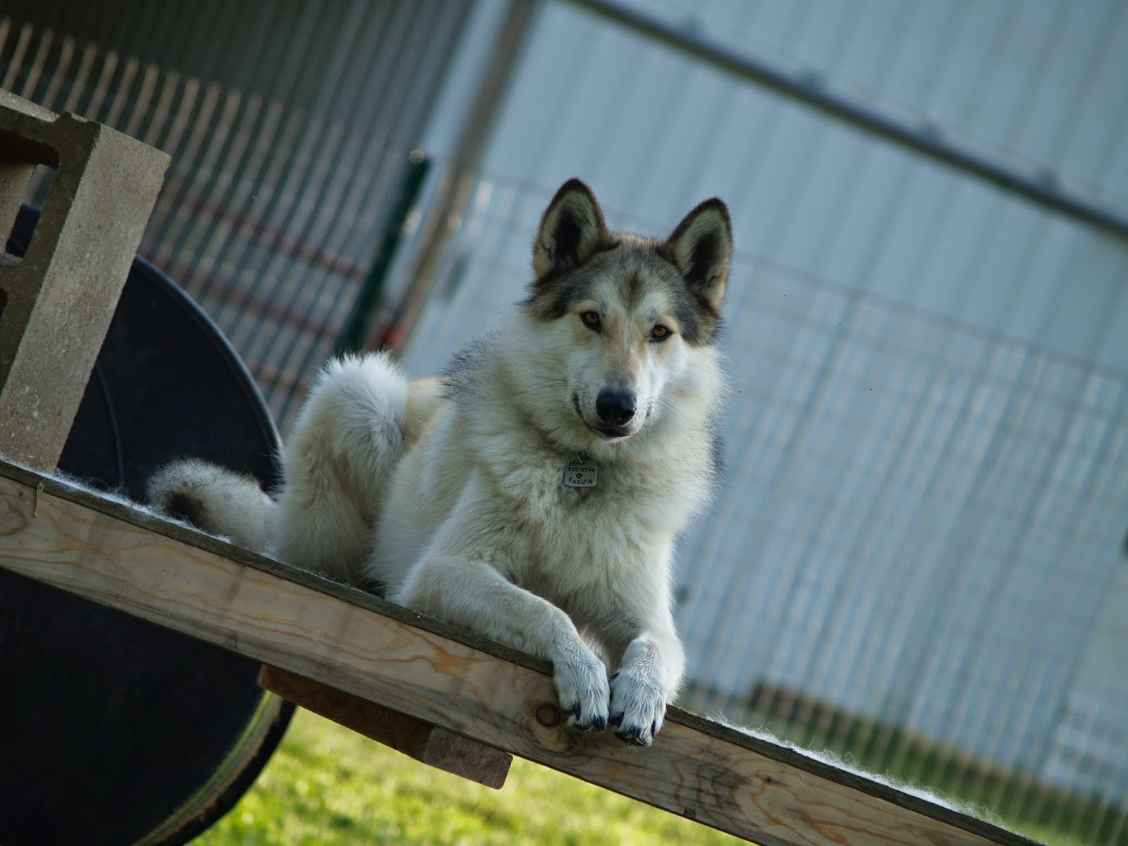 My Rotten Dogs: Happy Gotcha Day, Faolan!