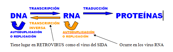 CURIOSIDADES CIENTÍFICAS : Transcripción inversa