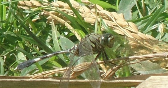 Berbagai Jenis Capung dan Ciri Khususnya - Biologizone