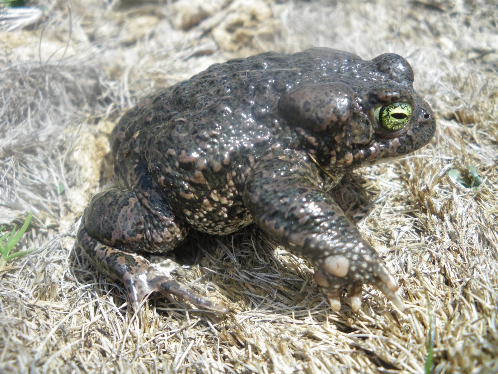 Amantes de la ornitología: Sapo corredor