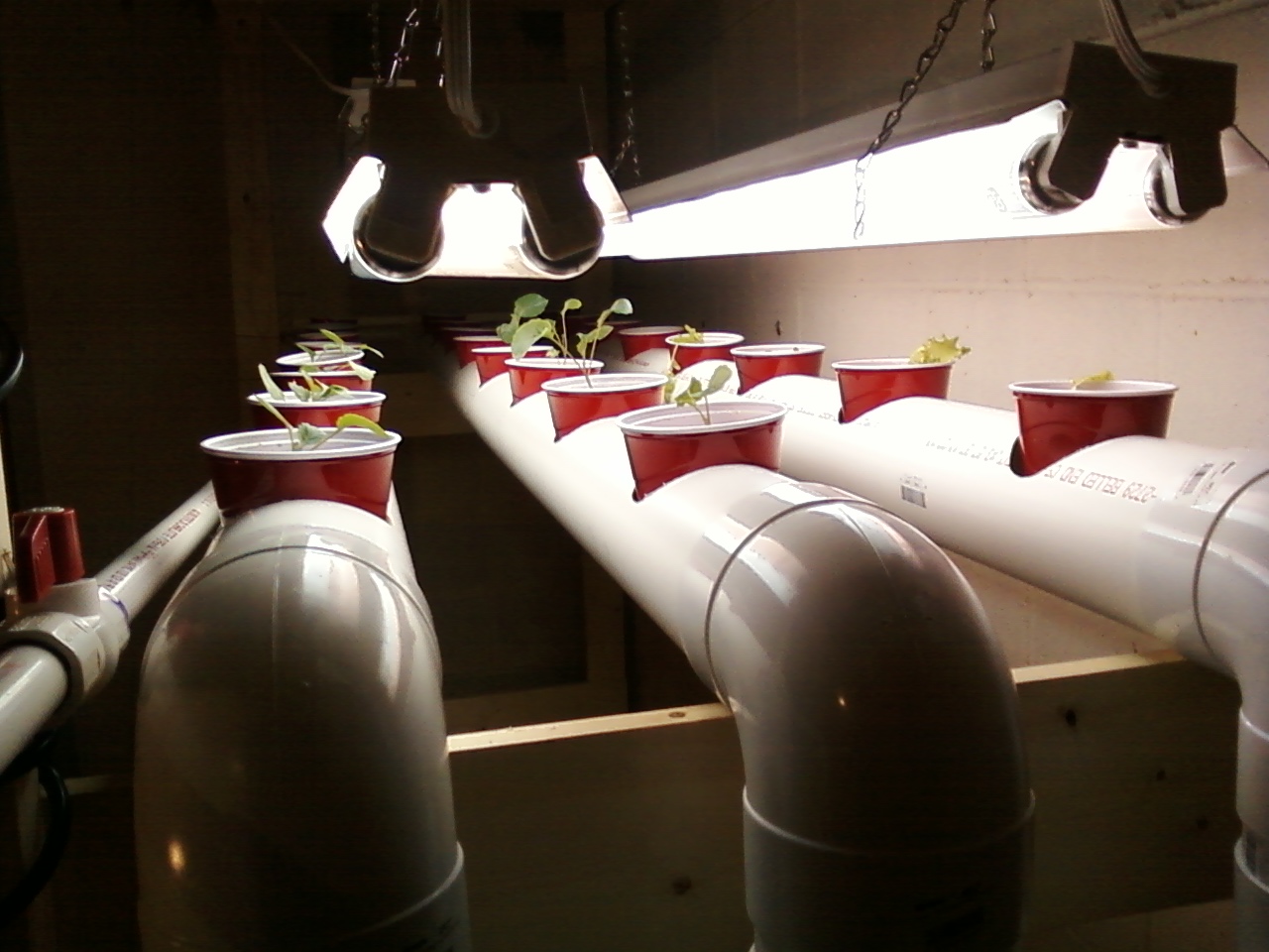 Aquaponic Basement Garden: Update pictures of plant growth.