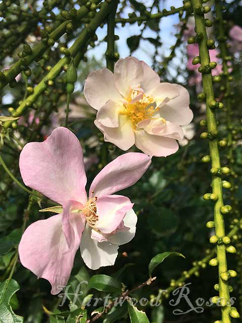 Hartwood Roses: Beautiful Bermuda