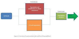 Wine -- Mise en abyme: Lees aging of sparkling wines: The story behind ...