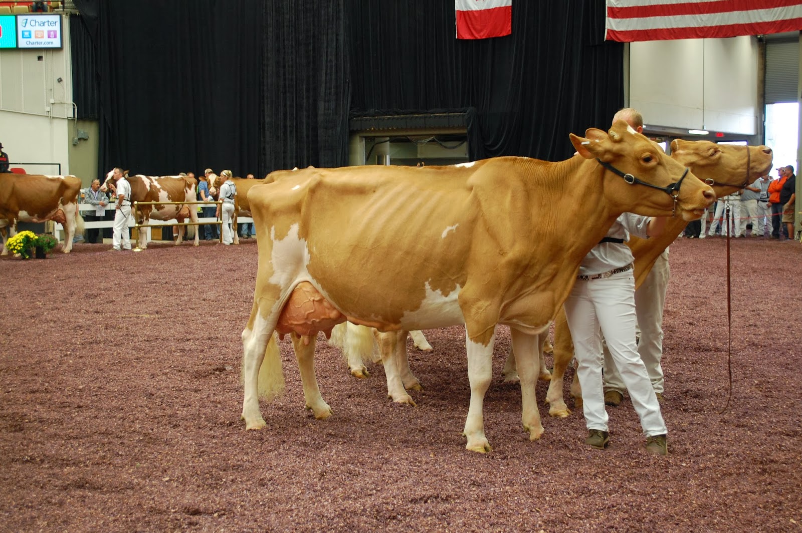 NEWS: NGS-Madison Cow Show