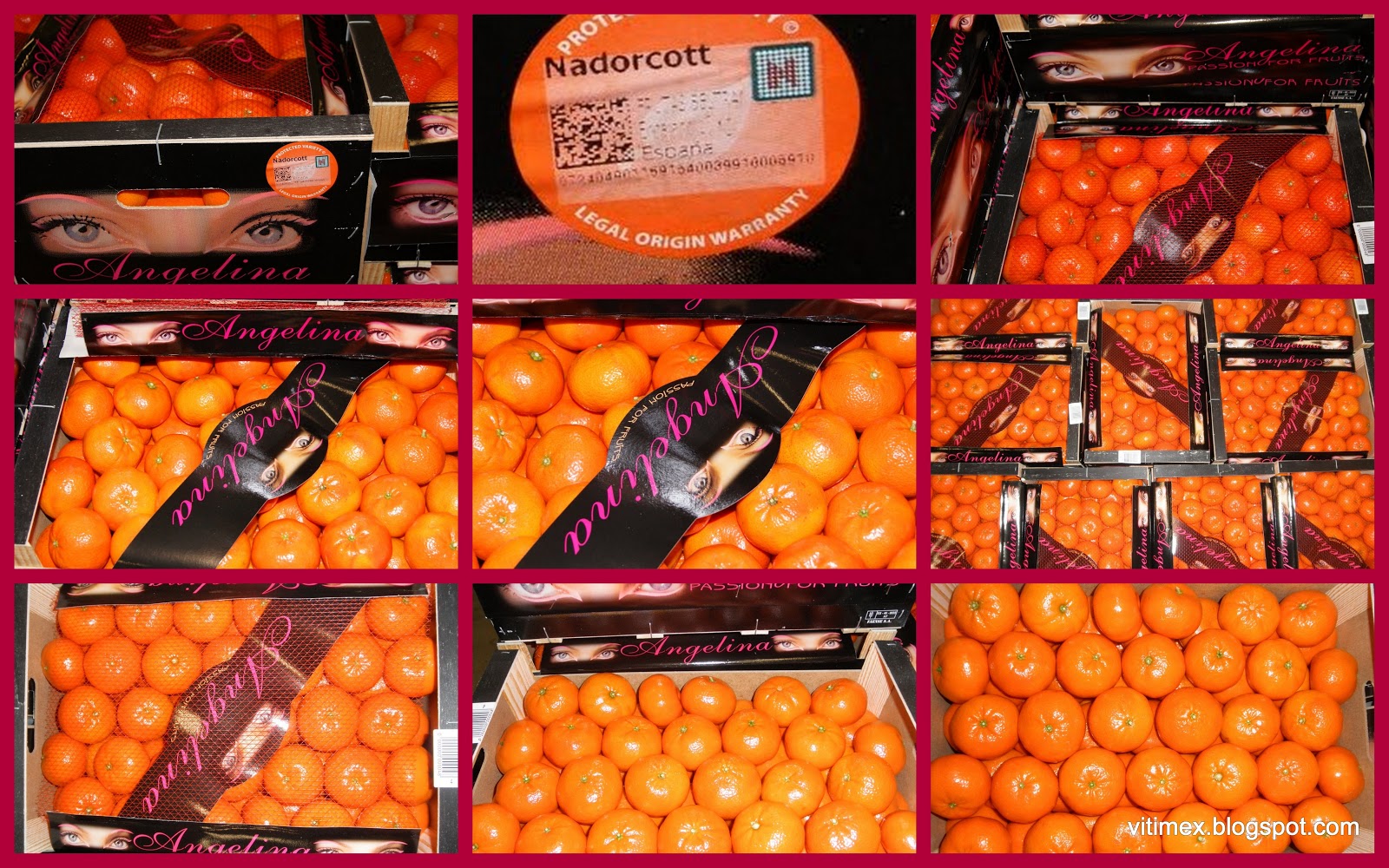 Foto Blog der Firma VitImEx GmbH: SP Tangerin Nadorcott -Premium Selection