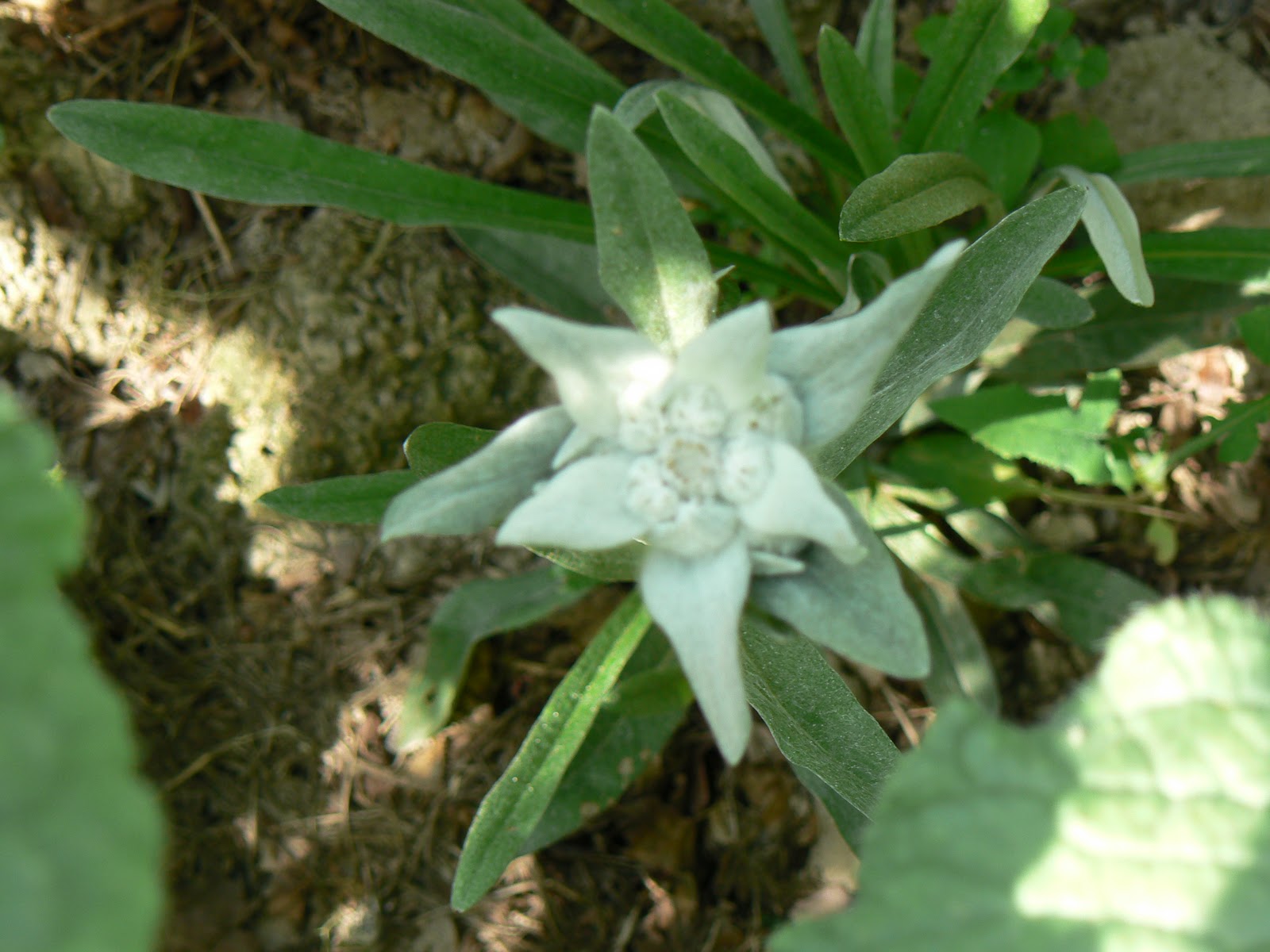 Elixirs floraux, Brocéliande en Bretagne: Pourquoi utiliser un élixir ...