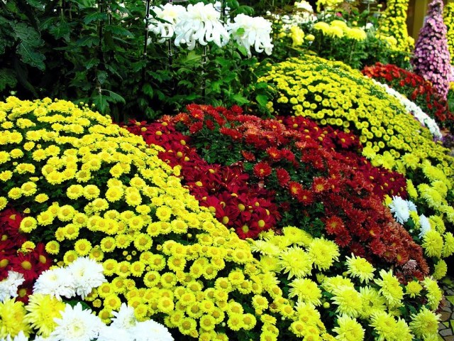 Bunga Seruni (Krisan)