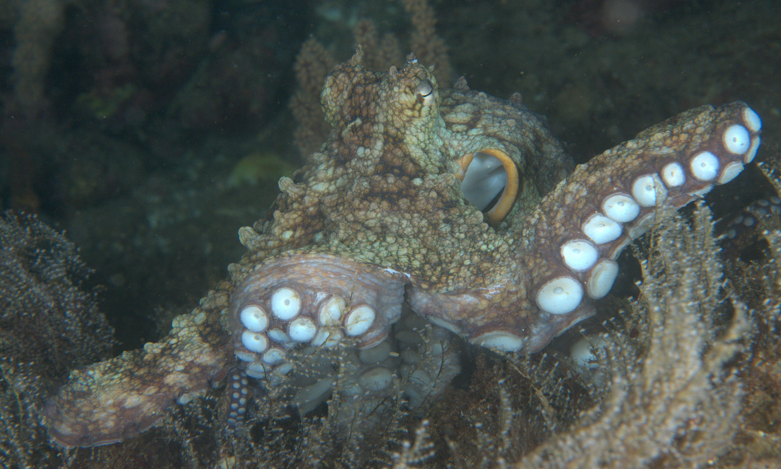 The Best of Underpressure Photography: Two-spot Octopus series- Sea of ...