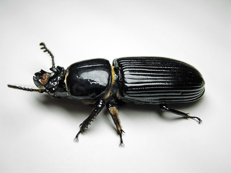 ThinkAboutWriting: Brainless as Beetles