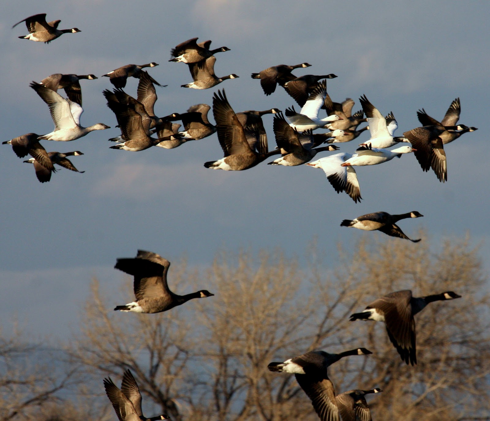 Tuckertown: The Dark Phase Blue Goose-Blue Gray-White Head Snow Goose ...