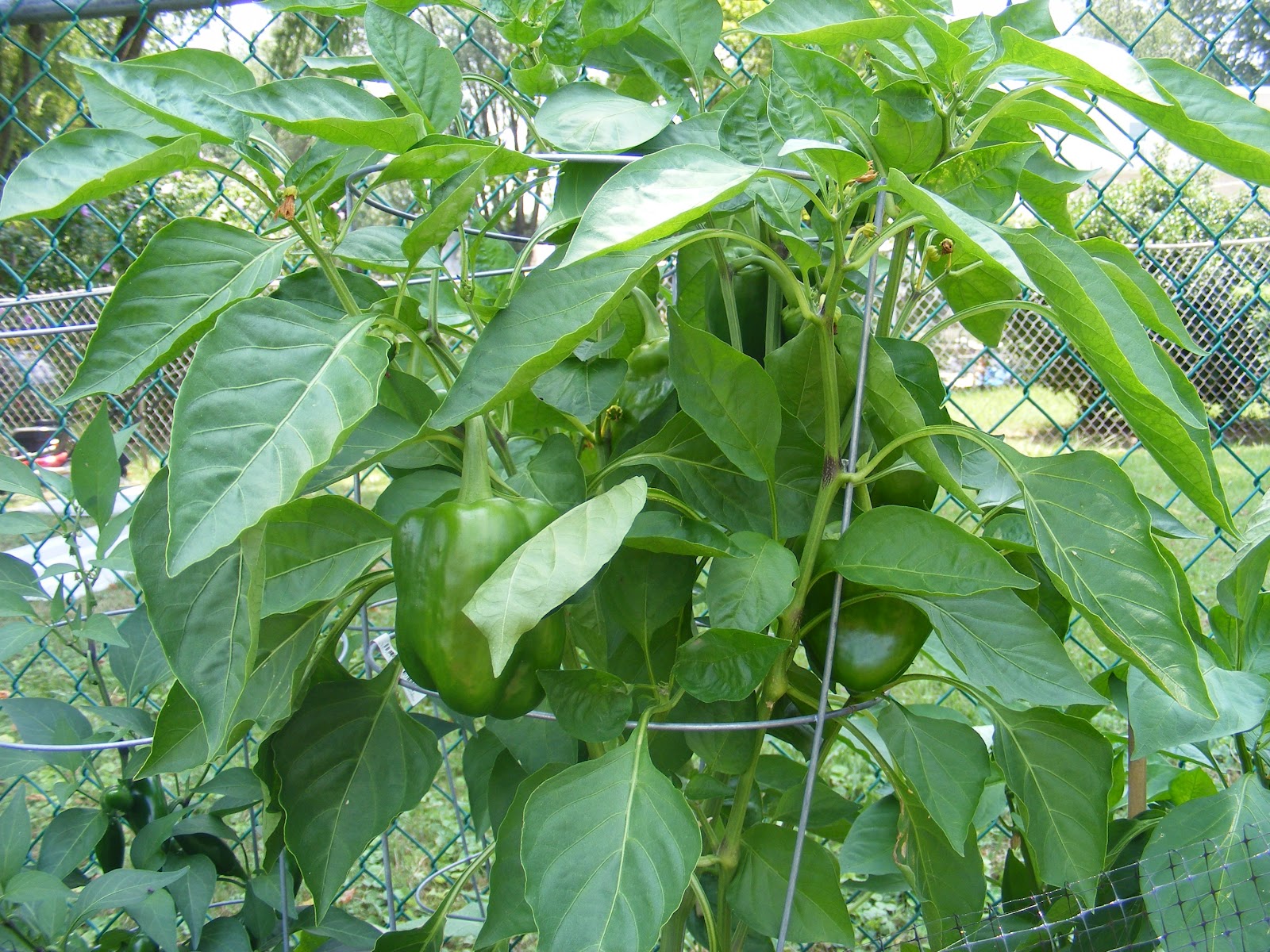 A New Day: monster cucumbers and cool soups