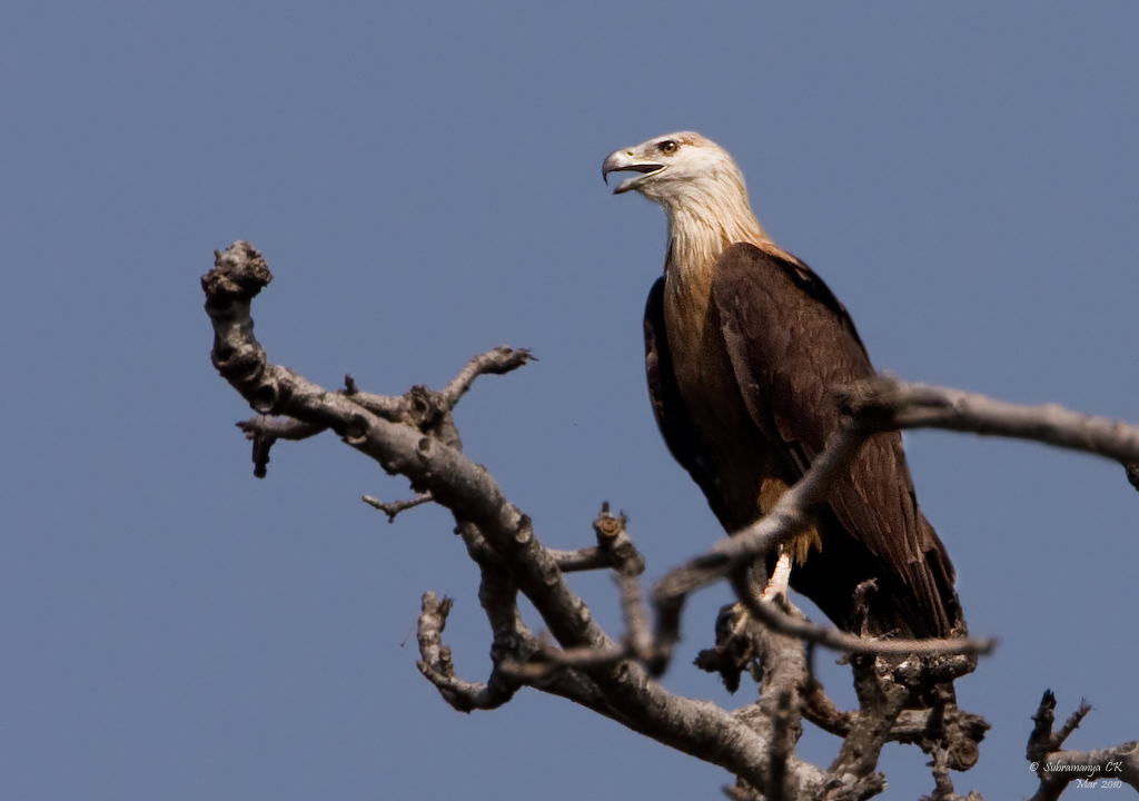 Elang-alap besra (Accipiter virgatus (Accipitridae)) | Hewan Indonesia ...