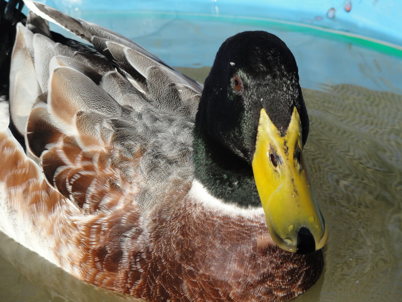 MamaDuck: Beau, Welsh Harlequin drake