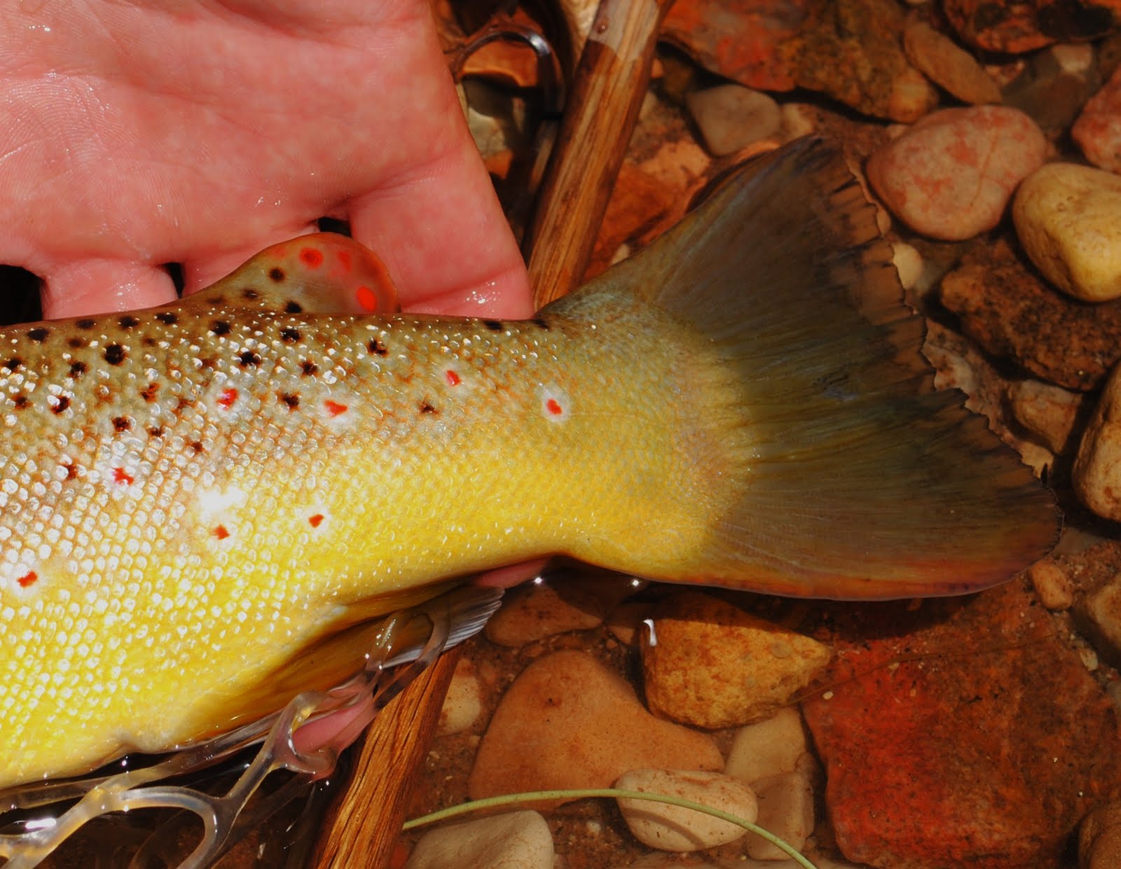 Steelhead Alley Outfitters- Lake Erie Fly Fishing Guide Service and ...