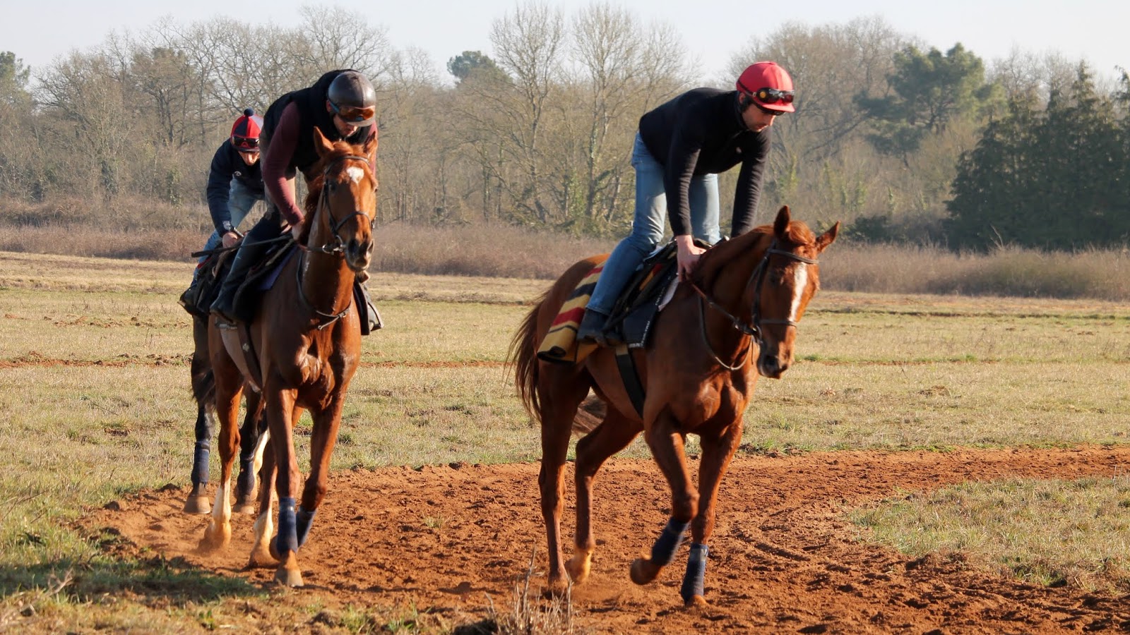 Venez découvrir les chevaux de course le temps d'une matinée - Mescam ...