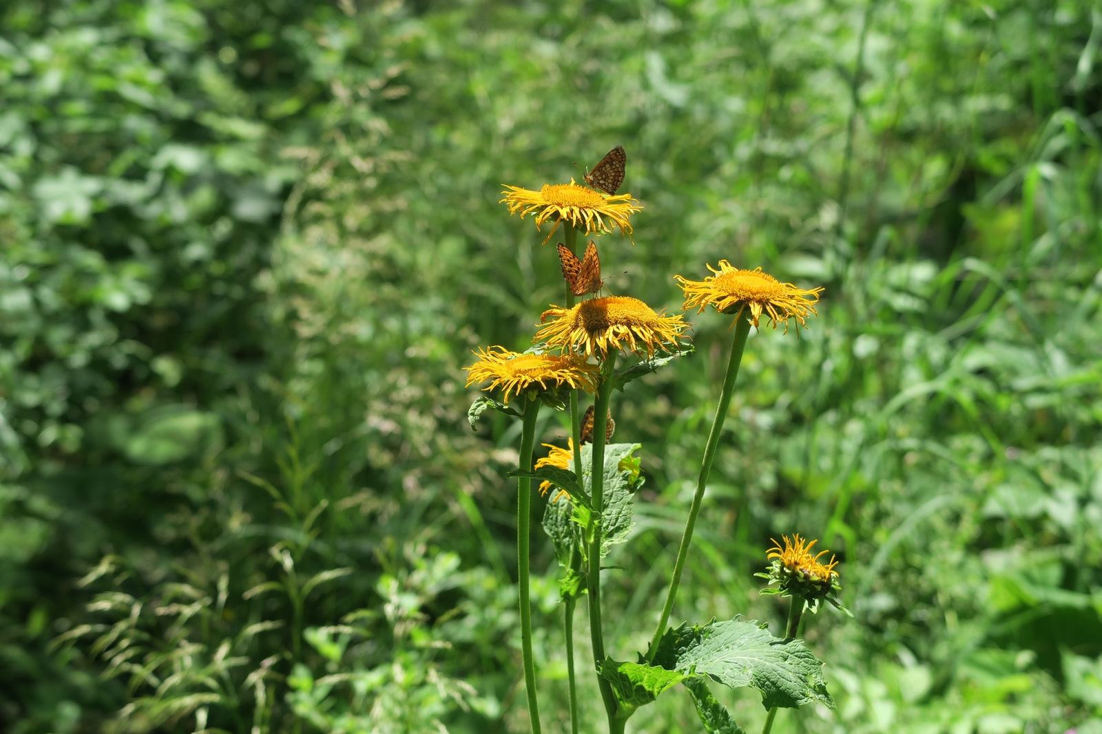 Potepanja: Pohajanje