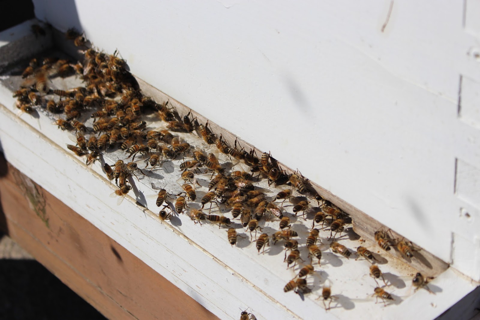 Chicken Scratch Poultry: Bee Hive Spring Preparation