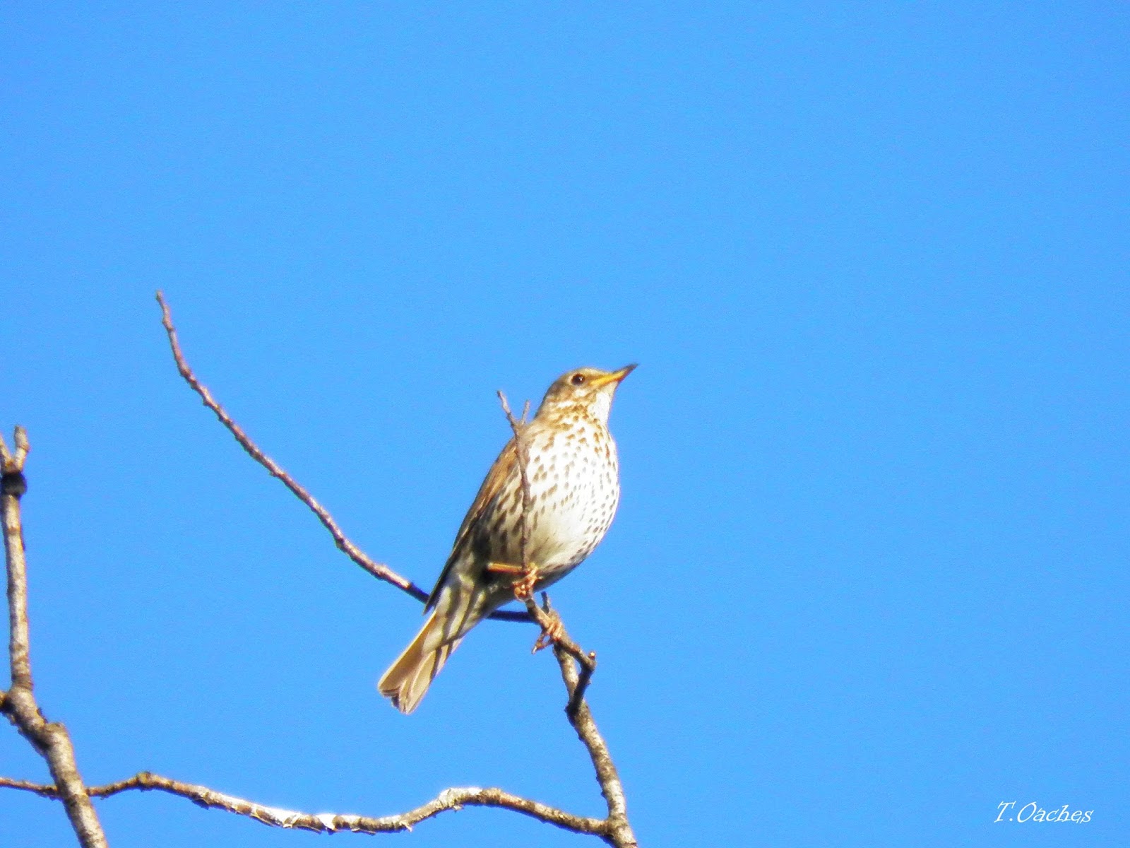 PASARI DIN ROMANIA: STURZ CANTATOR, Turdus philomelos