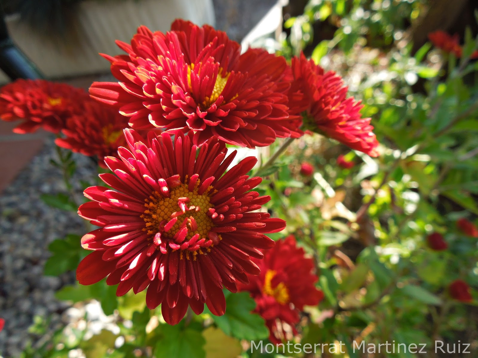 CRISANTEMOS - BOTÀNIC SERRAT
