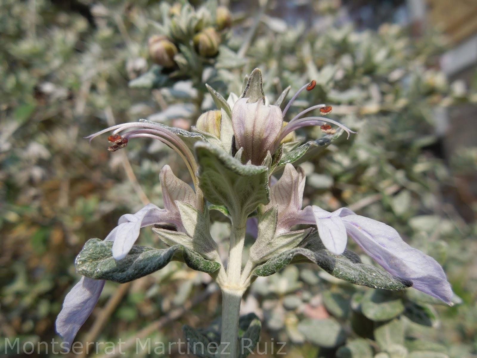 Plantas de hojas color GLAUCO y la Leyenda de GLAUCO - BOTÀNIC SERRAT