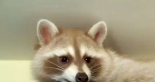 RAKUNI ( RACCOON ),predivni i nestašni rakuni uveseljavaju nas svojim ...