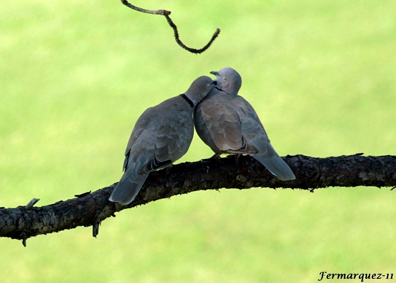 Margil Dibó: Tortolitos